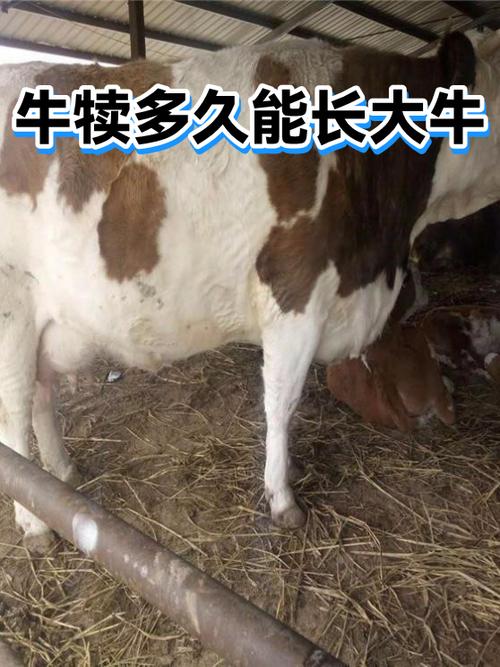奶牛场公牛犊有人养吗图标