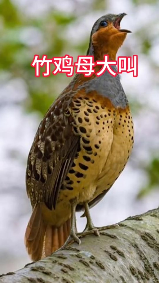 竹鸡叫声图标