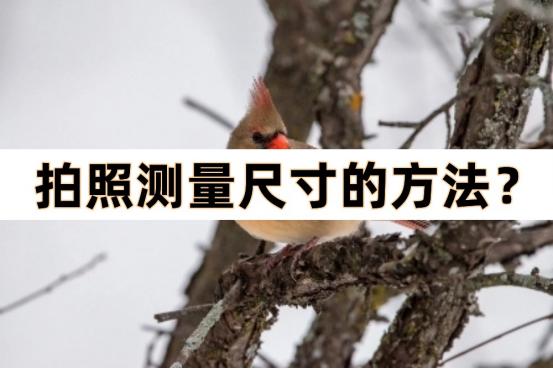 拍照尺寸测量图标