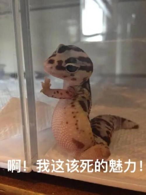 蜥蜴甩头表情包图标
