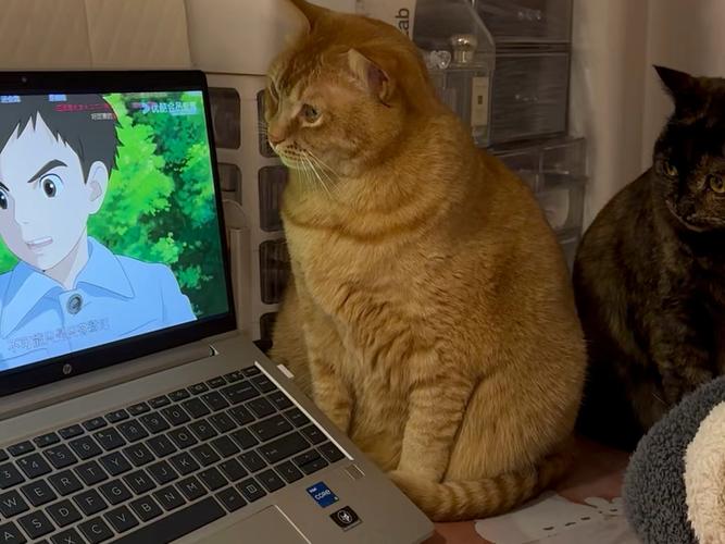猫咪看电视游戏截图