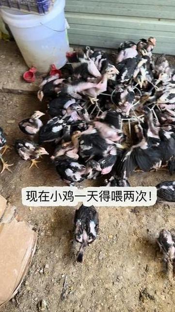小鸡一天喂几次图标