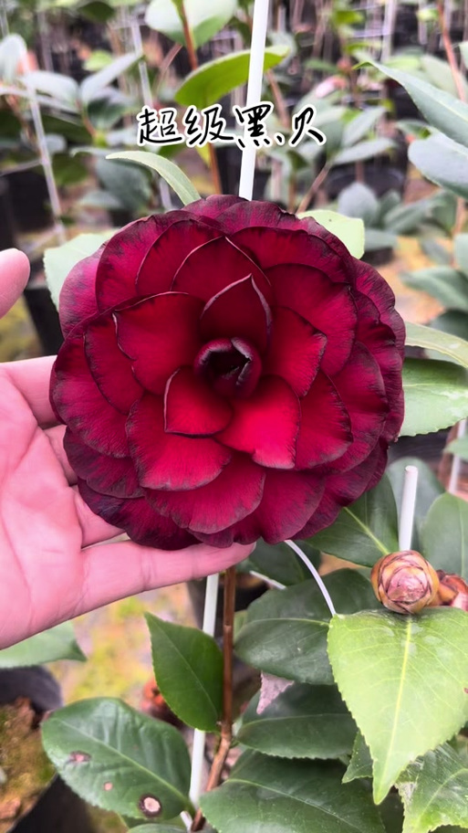 茶花哪个品种最好截图