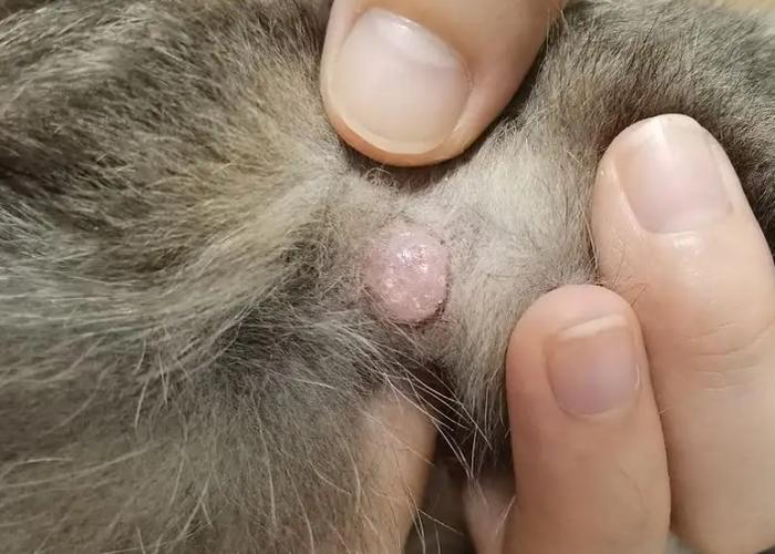 猫咪身上有凸起的硬疙瘩图标