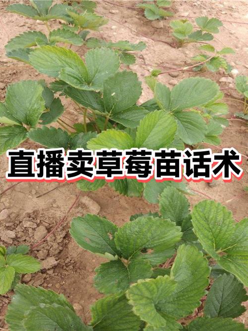 草莓销售话术图标