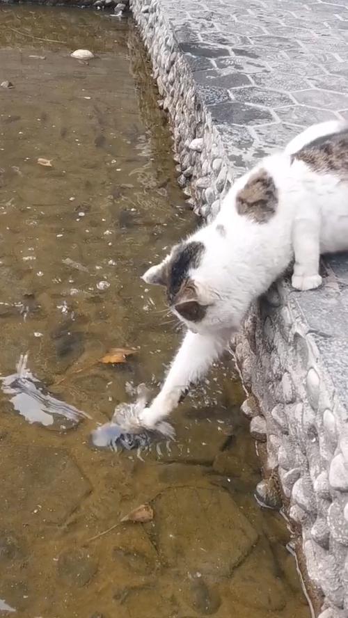 猫抓鱼视频大全集截图