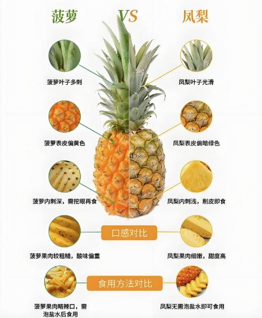 菠萝与凤梨哪个好吃截图