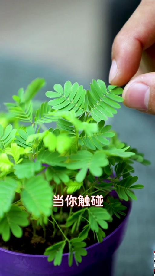 含羞草变化的视频截图