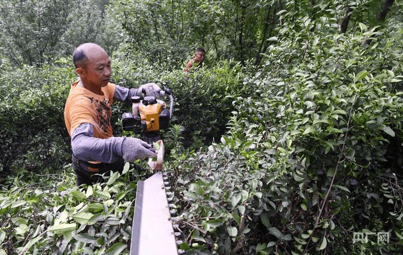 山茶树的修剪方法视频图标