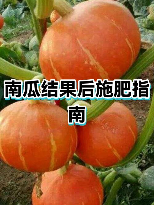 南瓜施什么肥料最好截图
