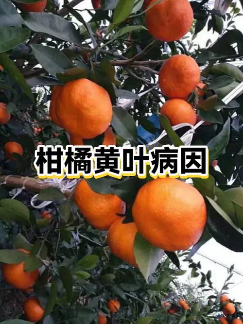 柑橘叶子发黄是什么原因截图