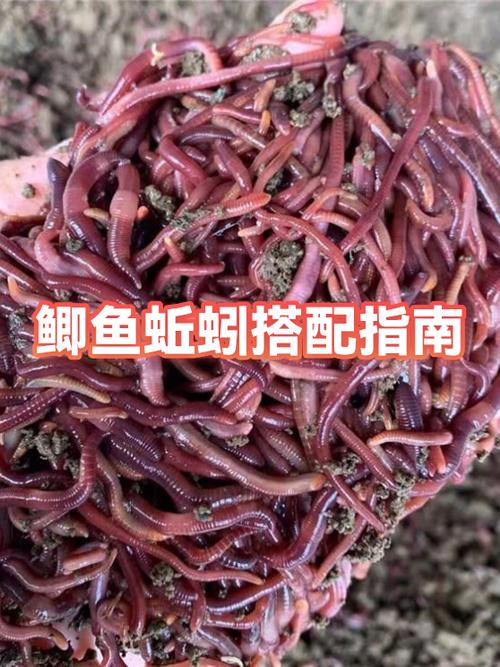 蚯蚓钓鲫鱼最快方法图标