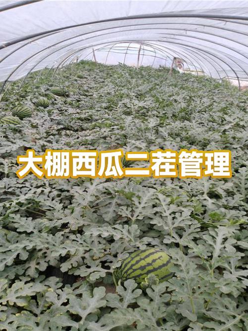 大棚西瓜二茬瓜技术视频截图