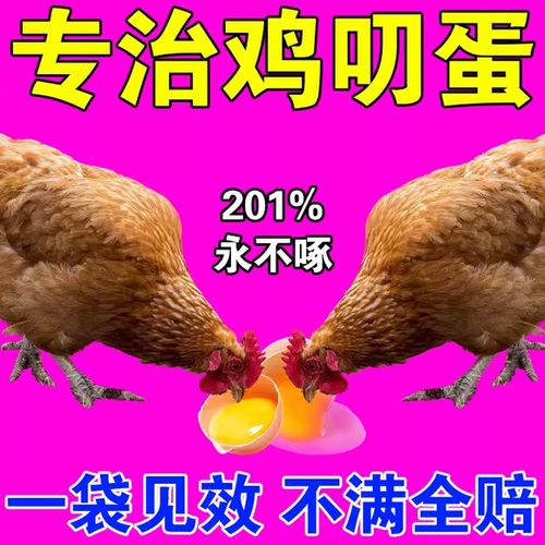 鸡啄蛋吃什么药最好截图