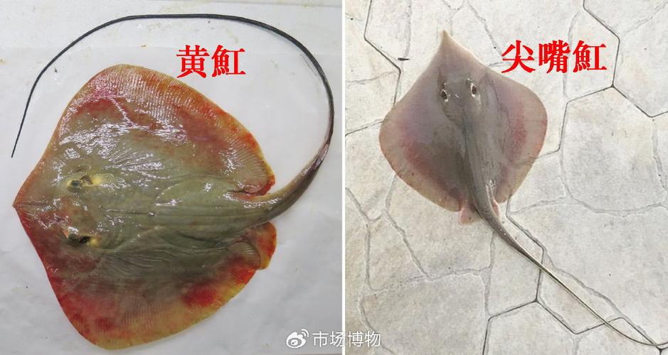 蝠鲼肉有毒吗?图标