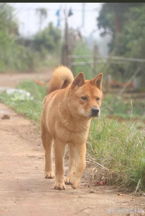 中华田园犬12个品种图图标