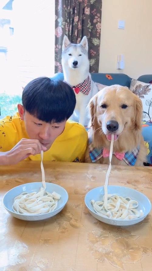 金毛蛋黄搞笑视频大全截图