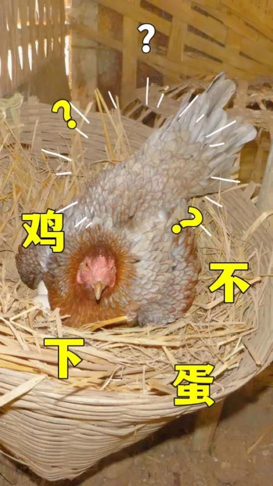 养鸡表情包合集图标