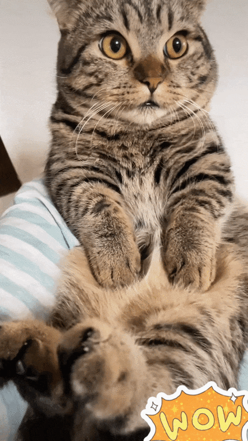 猫下半身一抖一抖图标