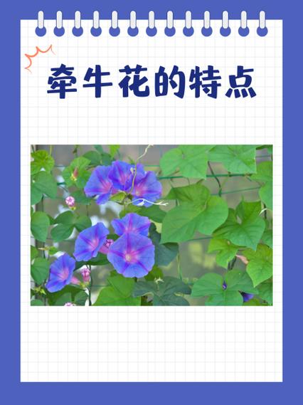 牵牛花是什么平台图标