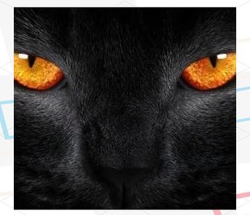 猫喜欢光还是喜欢暗图标