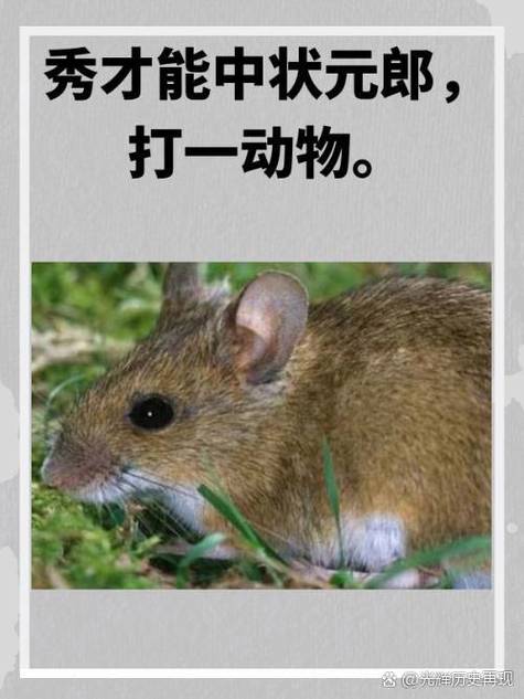 白羽飘玉金是指什么生肖图标