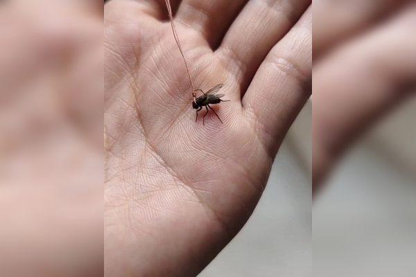 绳子苍蝇图标