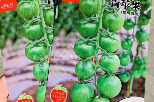小番茄籽是绿色的图标