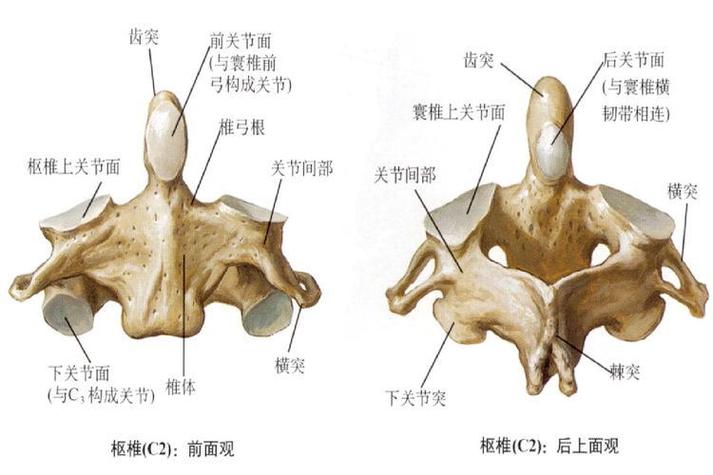 后脑勺左上部硬包像骨头凸起图标