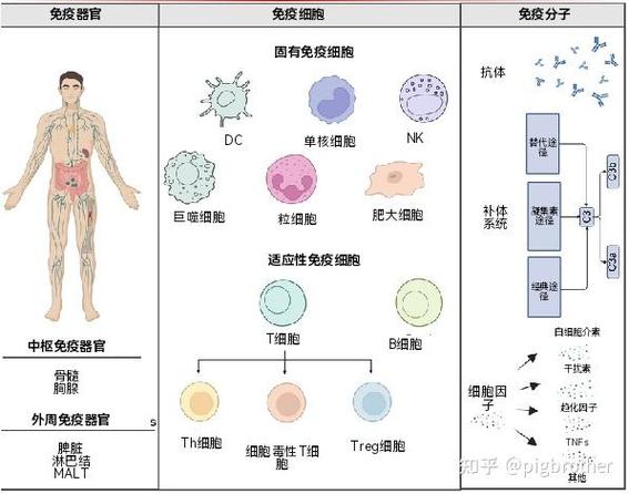 t辅助淋巴细胞降低截图