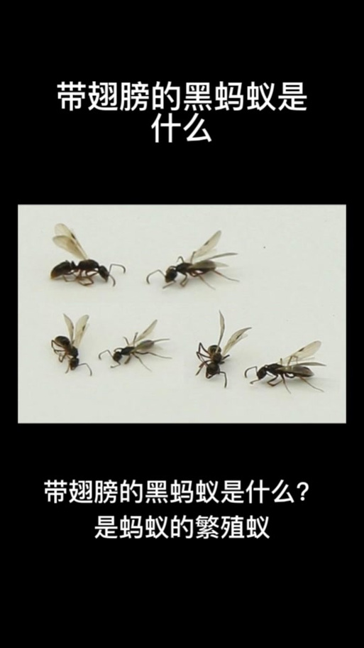 比蚂蚁小的黑色虫子图标