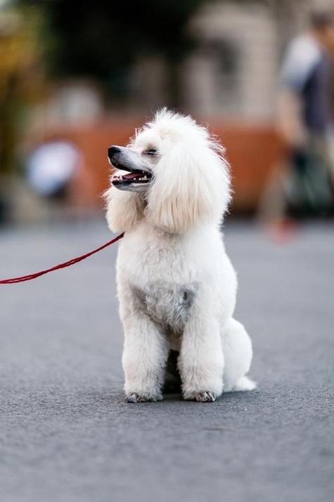贵宾犬图片图标