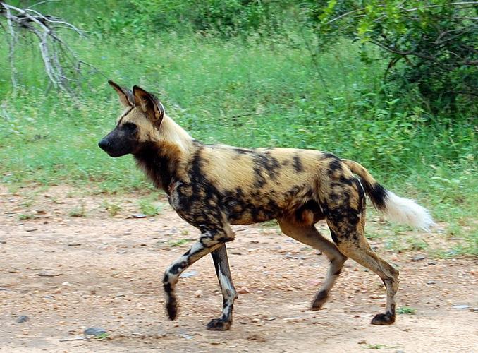 非洲野犬模拟器图标