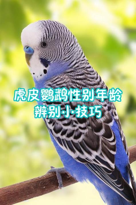 虎皮鹦鹉几个月会说话图标