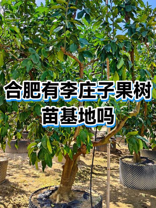 附近有果树苗圃基地吗图标