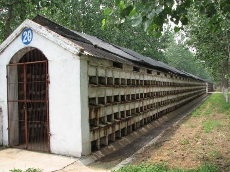 兔舍怎么建造最实用用十个红砖