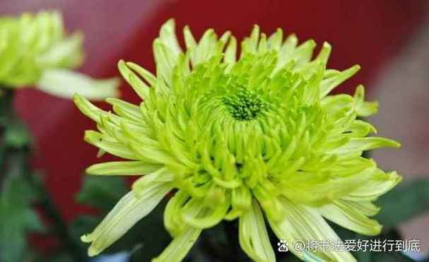 春花和秋叶的对联图标