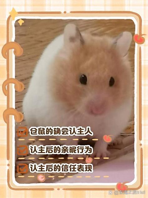 仓鼠不怕人的表现