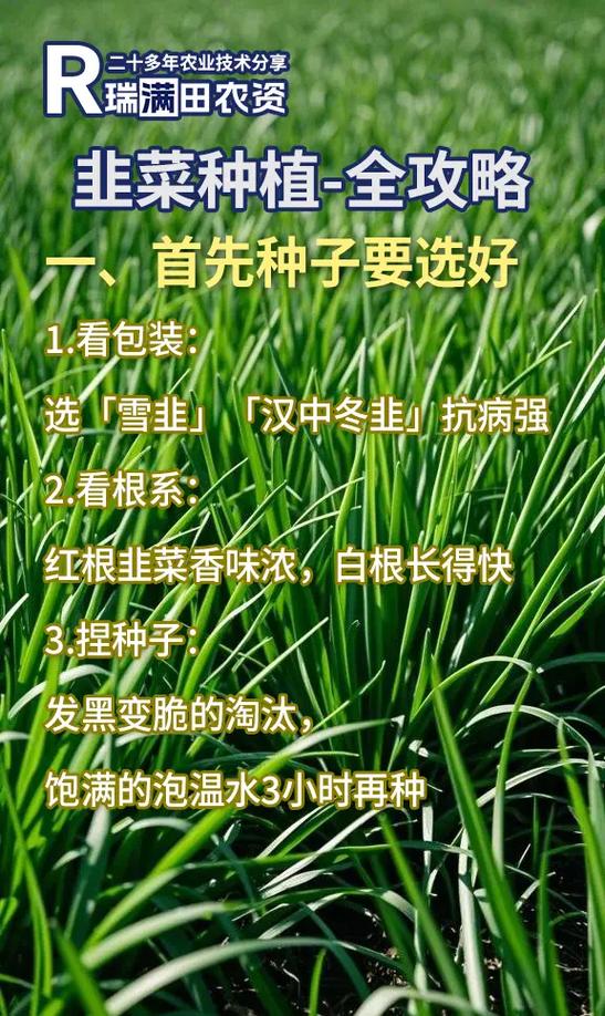 家庭种植韭菜方法