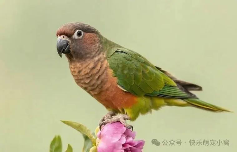 牡丹鹦鹉棕头图片图标