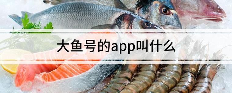 大鱼号的app叫什么图标