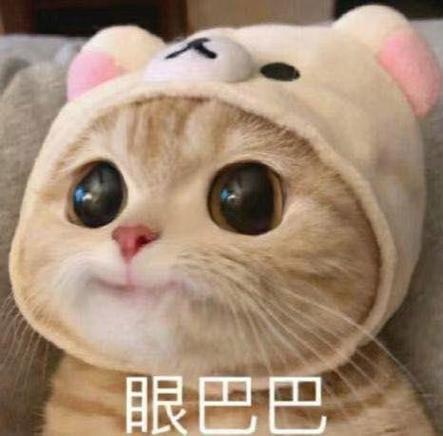 一个棕色动画猫咪的表情包游戏截图