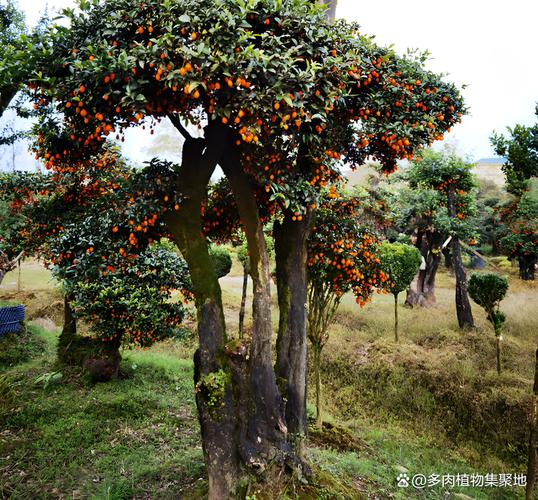 种植什么树最赚钱农村缩略图