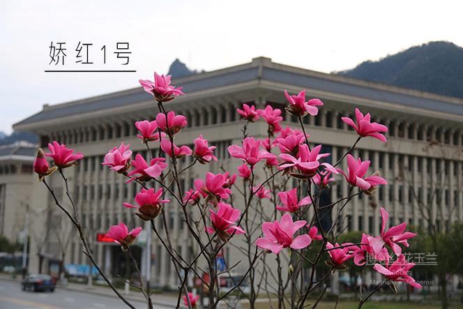 玉兰公司简介截图