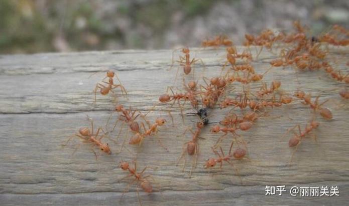 家里有微型小黄蚂蚁的原因截图