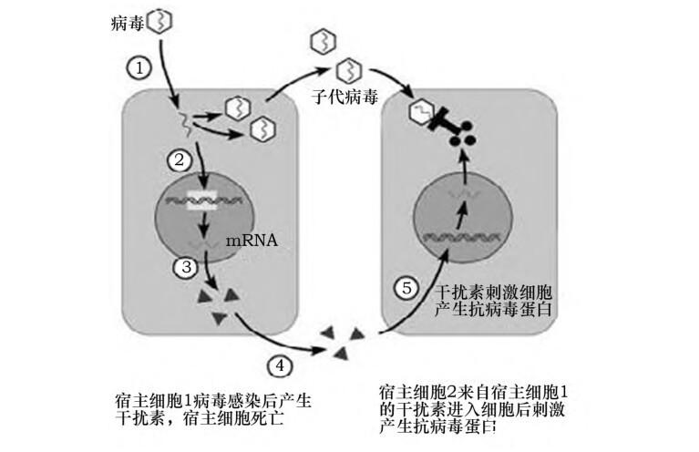 病毒感染图标