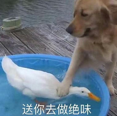 抓去当鸭子图标