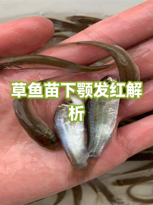草鱼发红还能吃吗截图