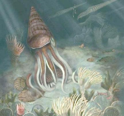 直壳鹦鹉螺是什么图标