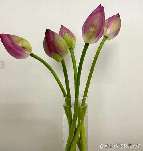 硬荷花软荷花哪个好图标